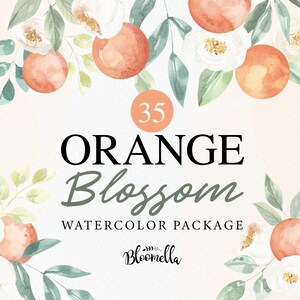 35 Orange Blossom Clipart Watercolour Wreaths Fruit Elements White ...