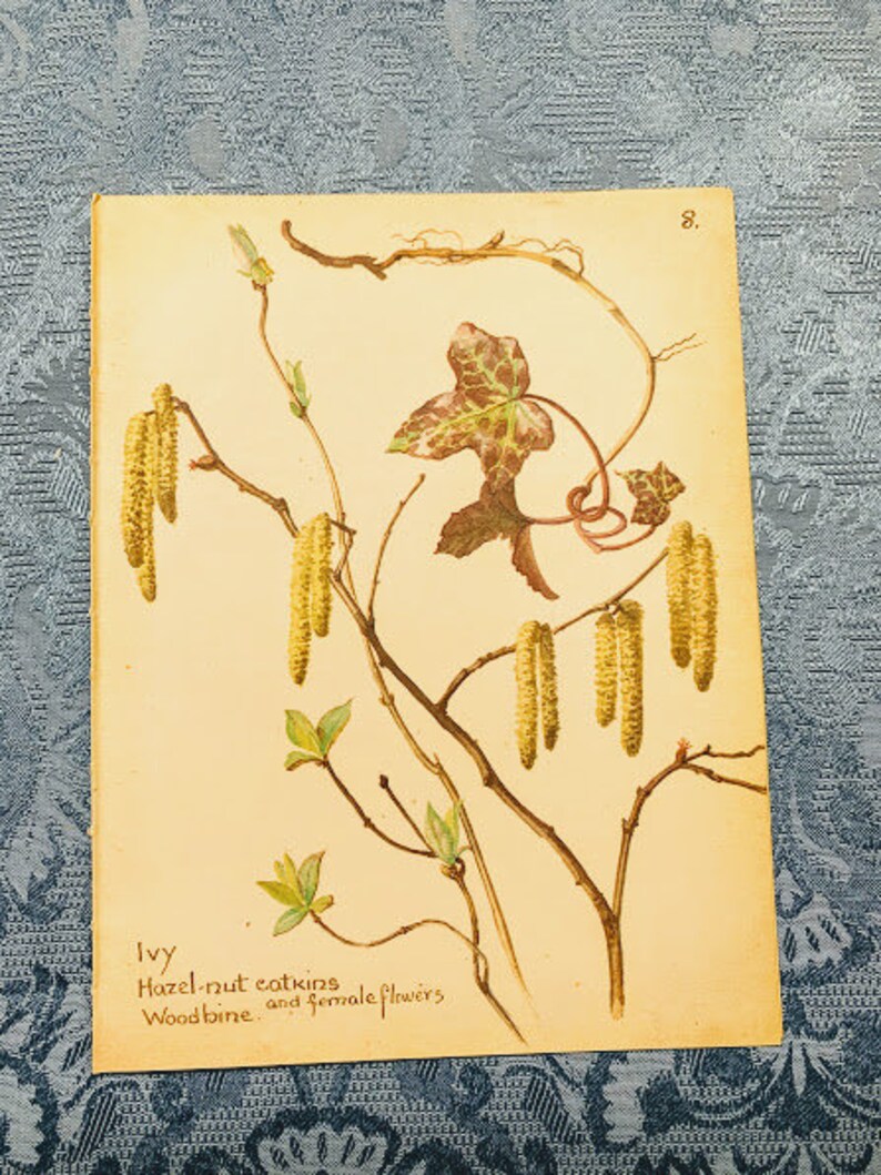 Edith Holden Vintage Book Pages the Country Diary of an - Etsy