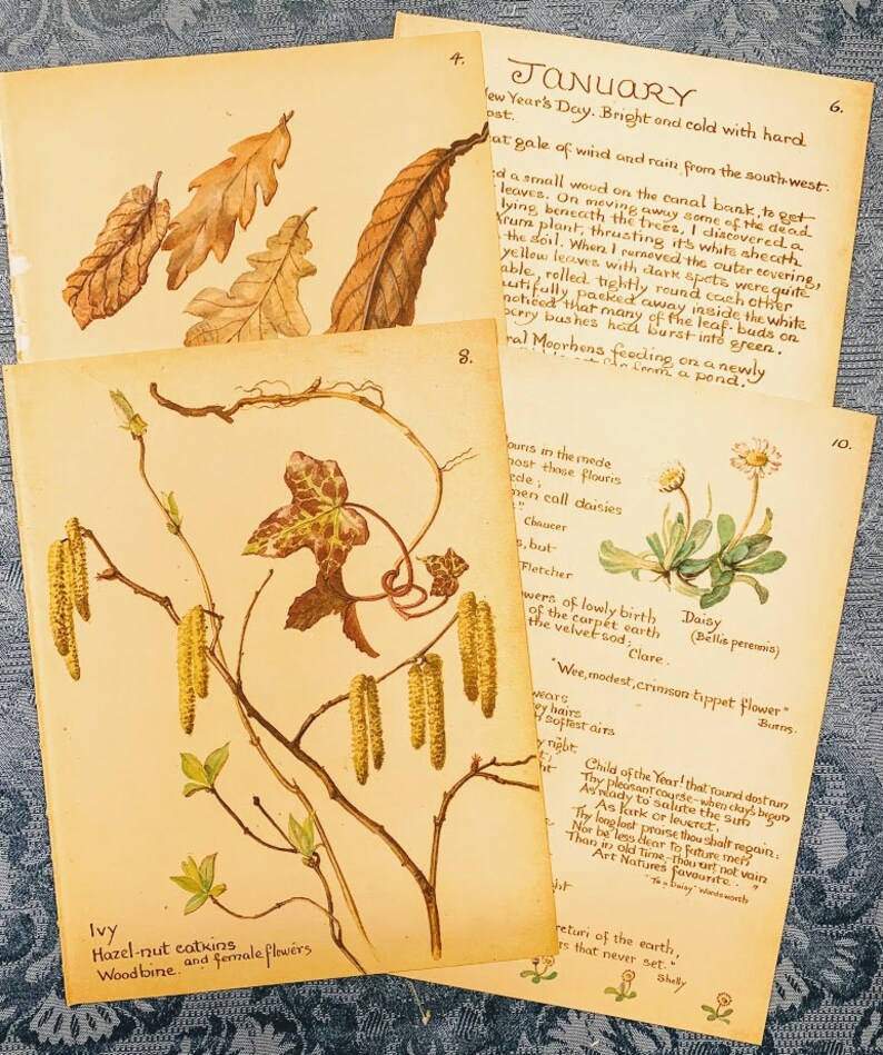 Edith Holden Vintage Book Pages, the Country Diary of an Edwardian Lady ...