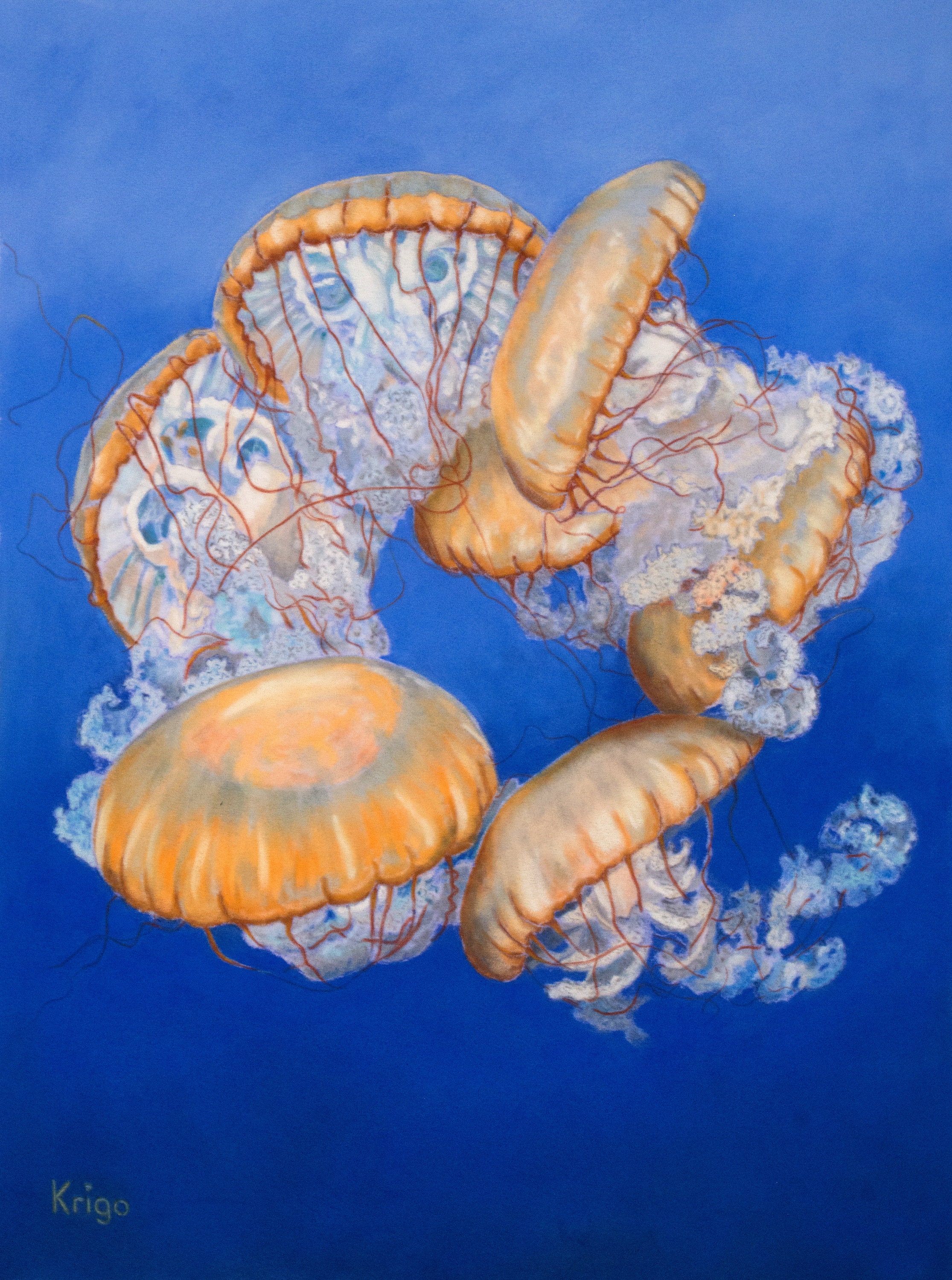 Jellyfish, Animals, Underwater, Sea, Nature, Painting, Pastel Chalk, 36 ...