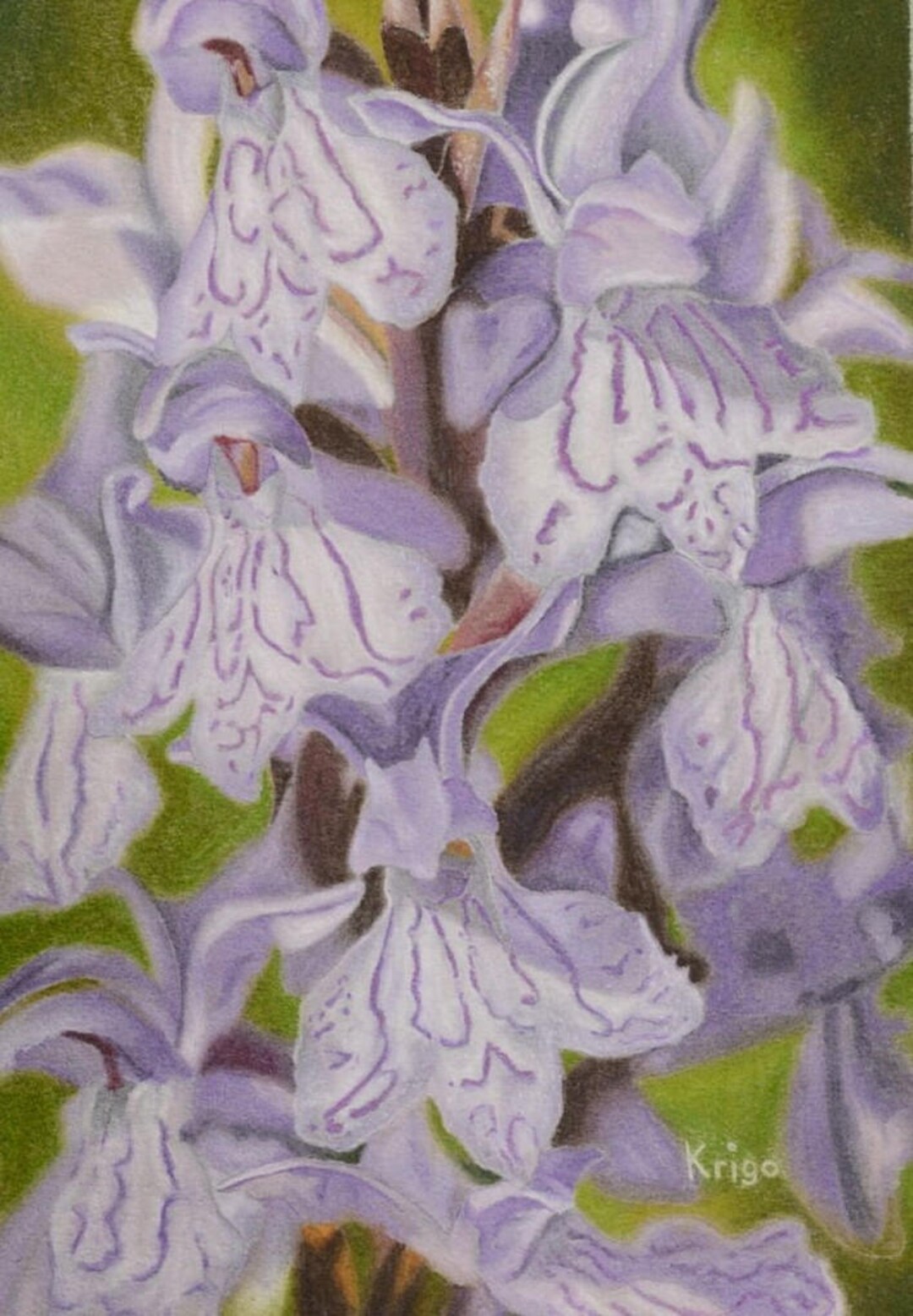Orchid, Orchid, Orchid, Wild Orchid, Flower, Flower, Flower, Nature ...