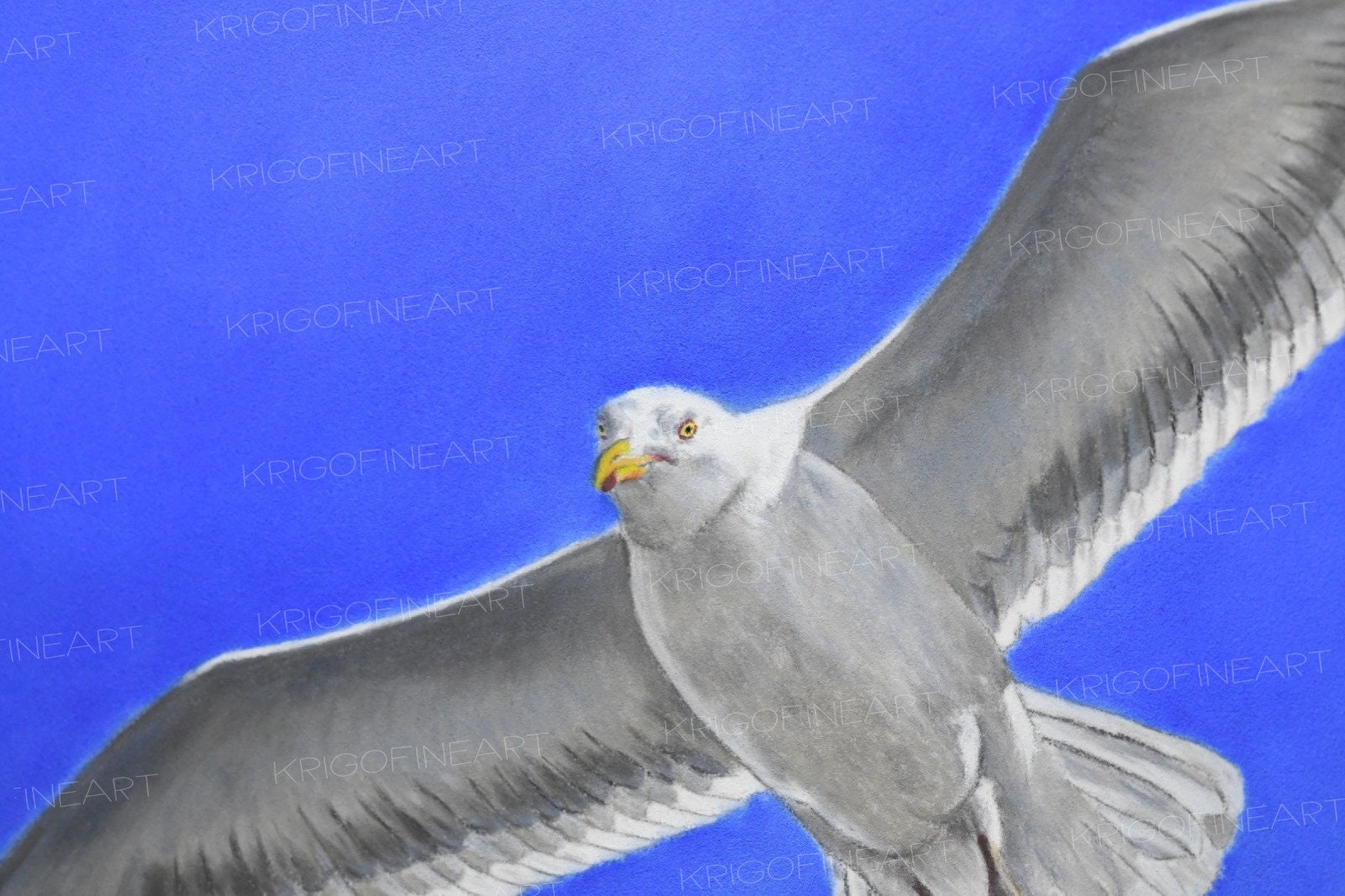 Sky, Seagull, Gull, Flying, Bird, Pastel Painting, Blue, White ...