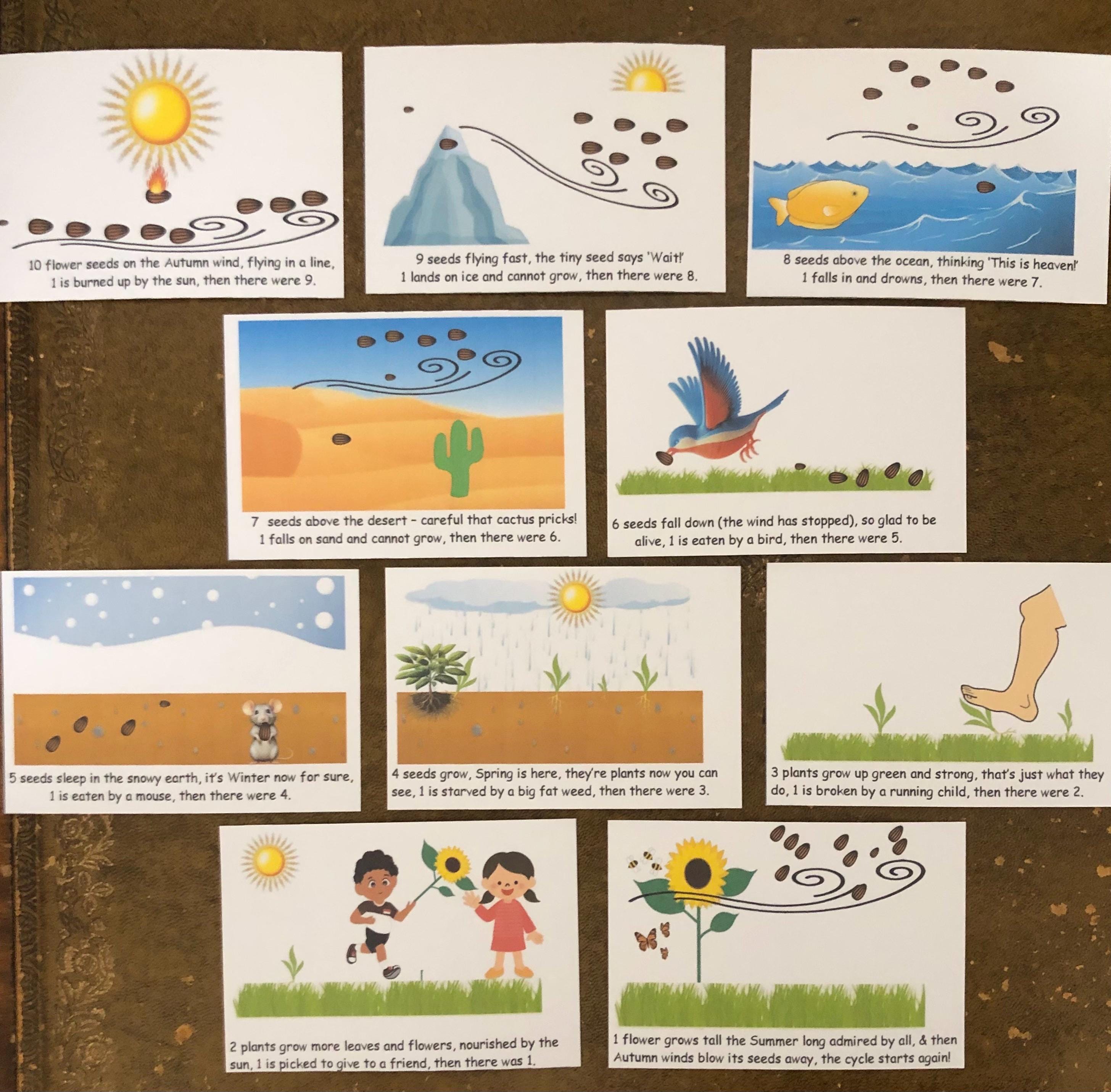 The Tiny Seed Story Sequencing With How? and Why? Questions Bumper Pack ...