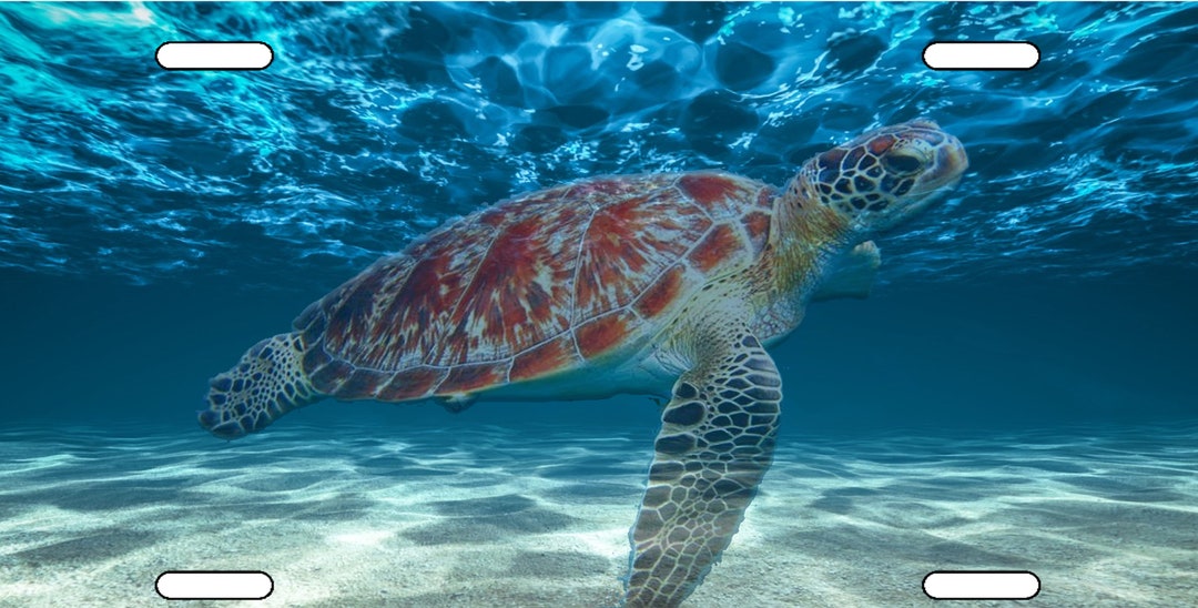 SEA TURTLE License Plate - Vanity License Plate - Wildlife License ...