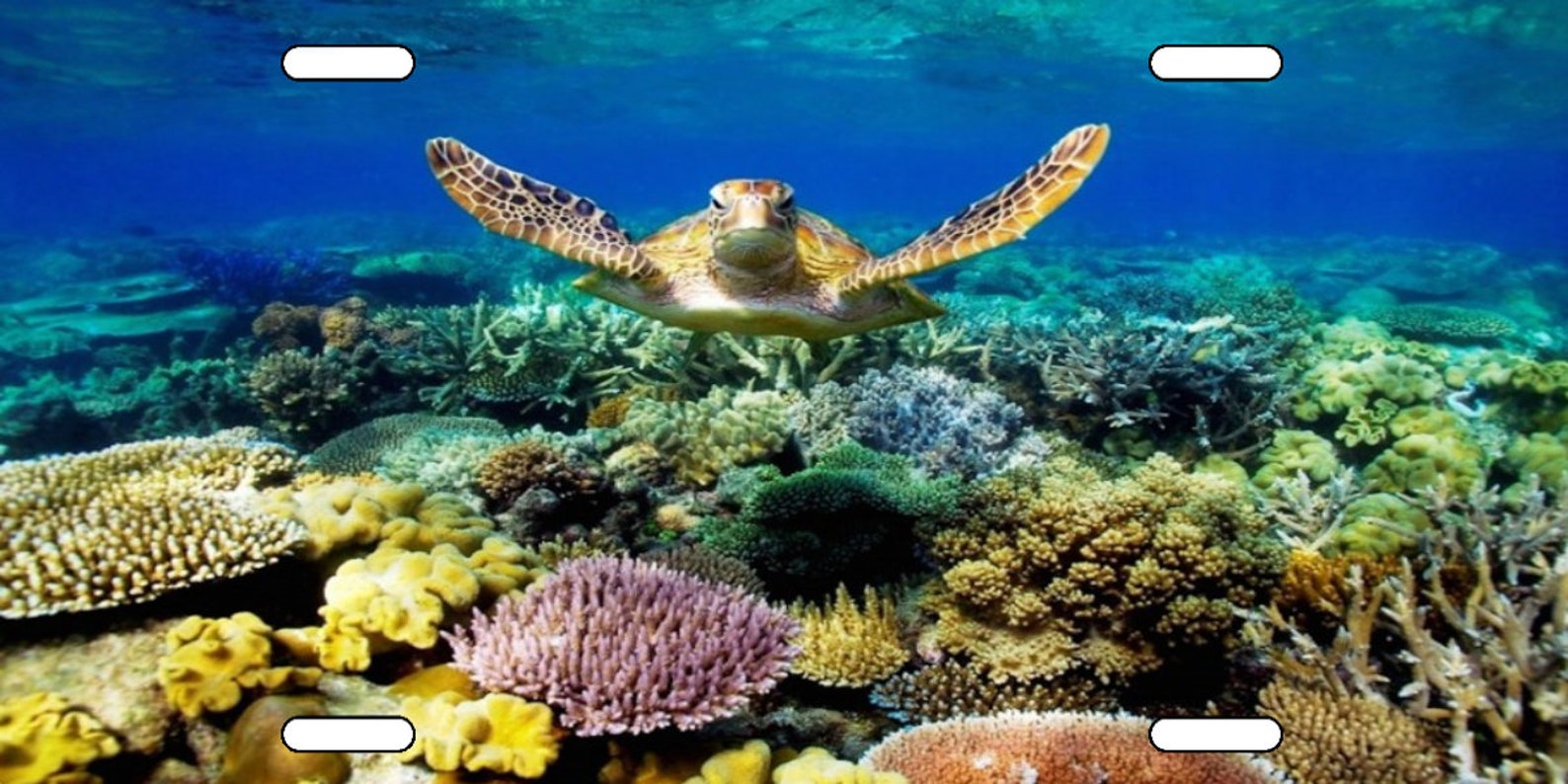 Sea Turtle License Plate - Underwater License Plate - Under the Sea ...