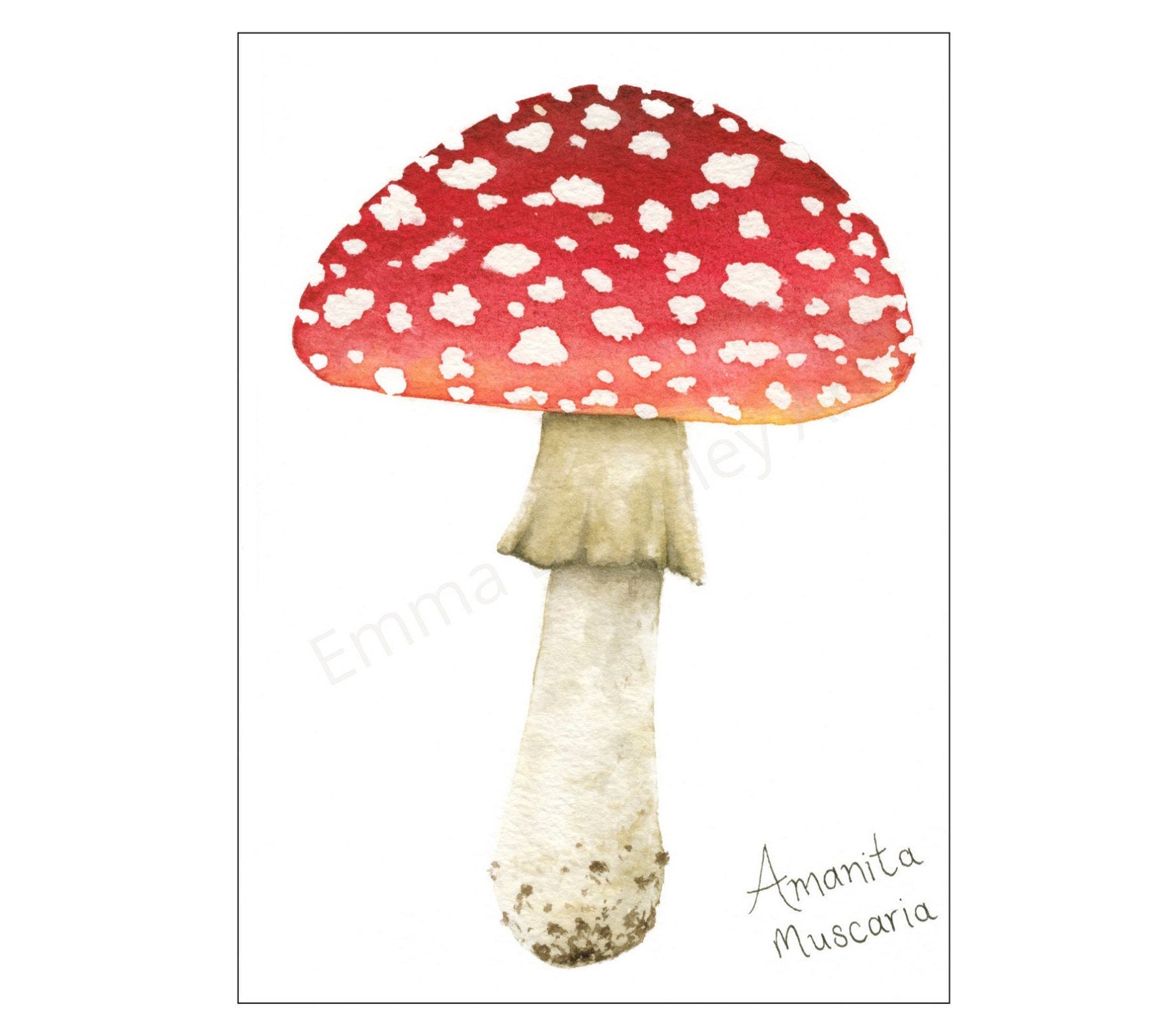 Amanita Muscaria Mushroom Print Toadstool Illustration Fly Etsy Hong Kong