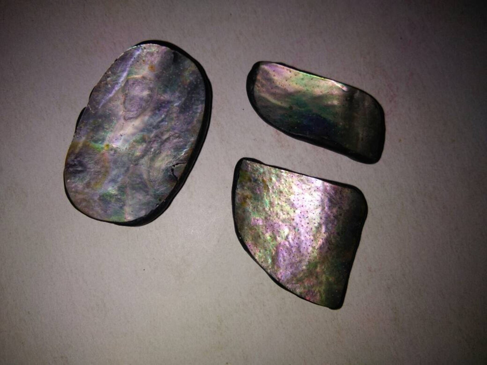 A Abalone Shell 3 Pieces Lot With the Weight of 74.00 Cts. the ...
