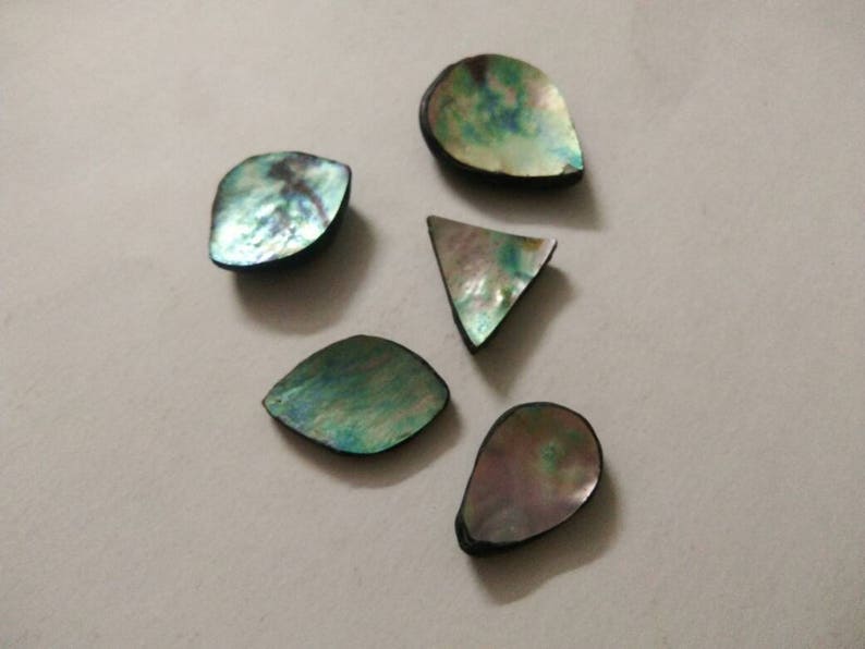 A Abalone Shell 5pieces Lot With the Weight of 73.70 Cts. the Dimension ...