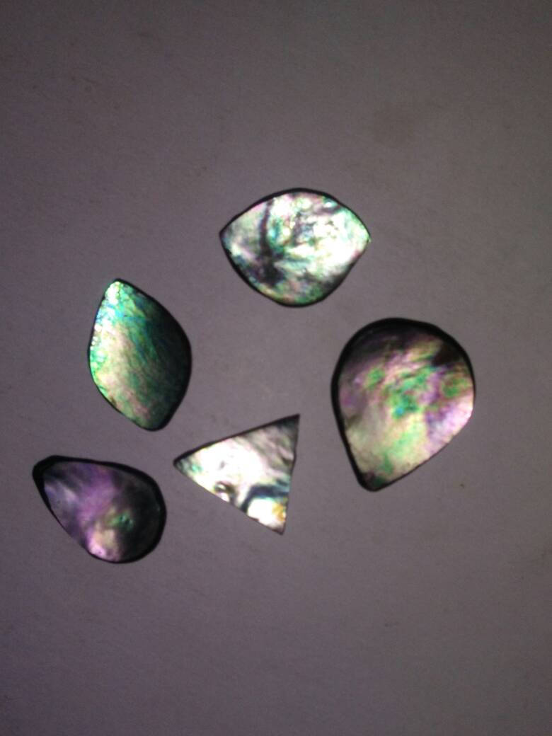 A Abalone Shell 5pieces Lot With the Weight of 73.70 Cts. the Dimension ...