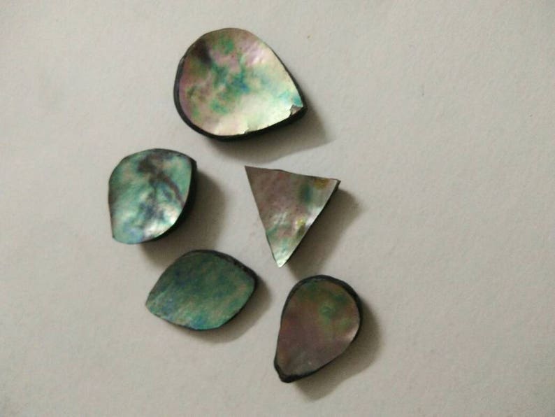 A Abalone Shell 5pieces Lot With the Weight of 73.70 Cts. the Dimension ...