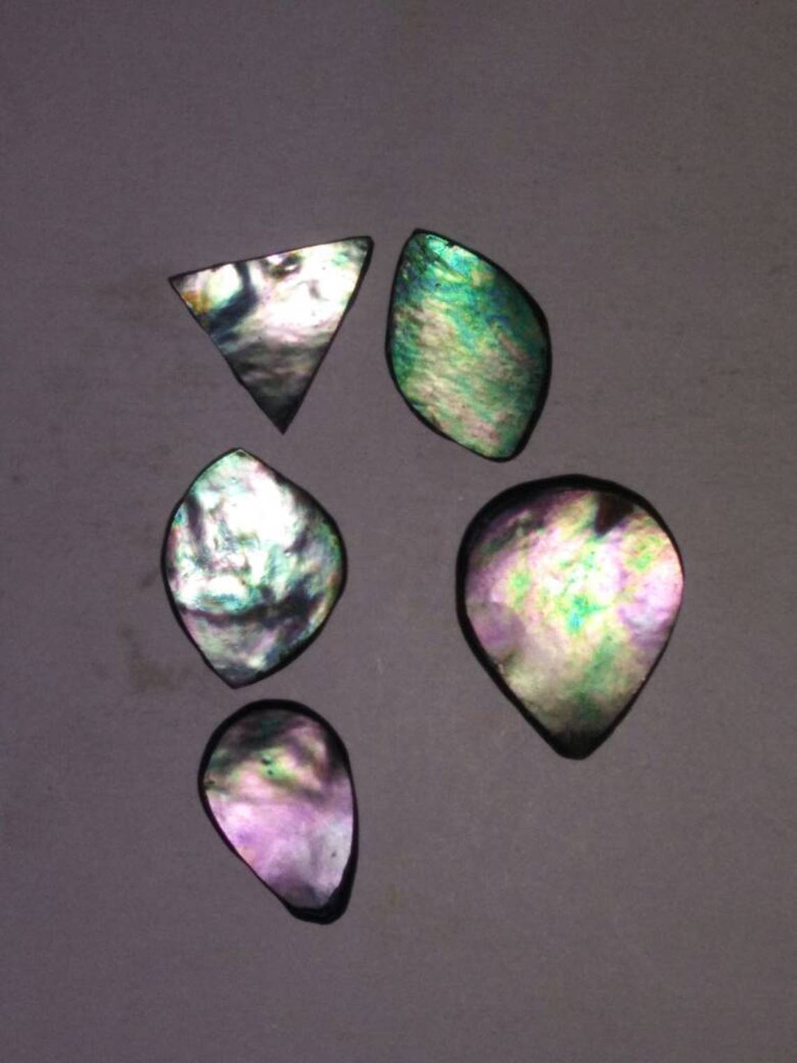 A Abalone Shell 5pieces Lot With the Weight of 73.70 Cts. the Dimension ...