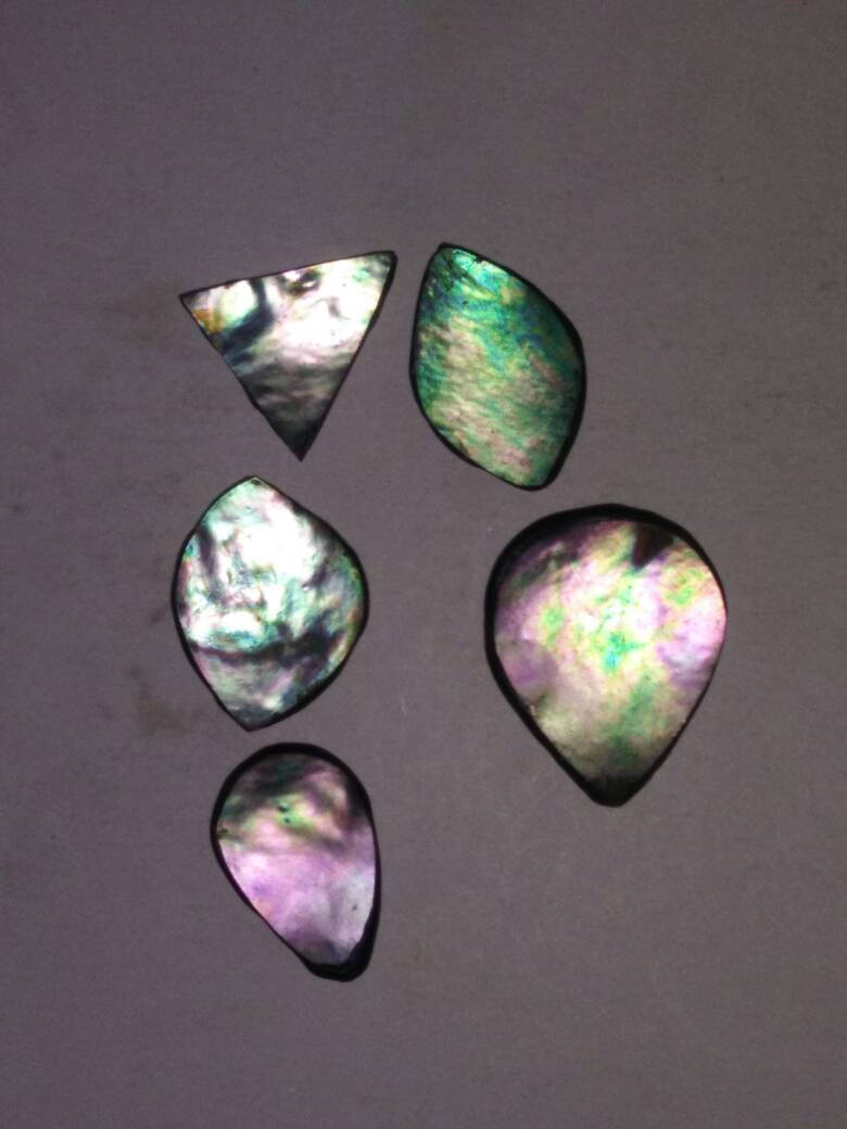 A Abalone Shell 5pieces Lot With the Weight of 73.70 Cts. the Dimension ...