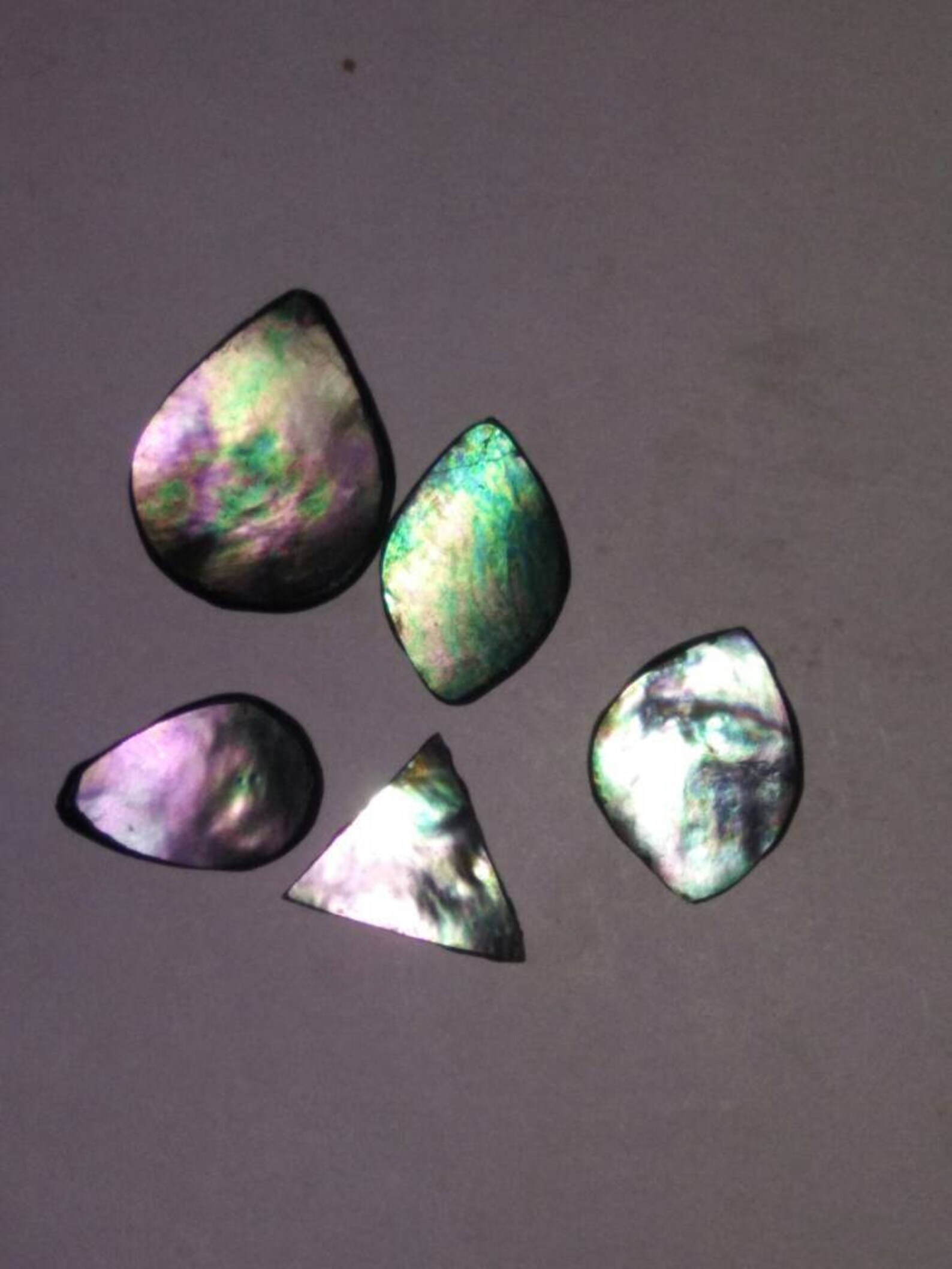 A Abalone Shell 5pieces Lot With the Weight of 73.70 Cts. the Dimension ...