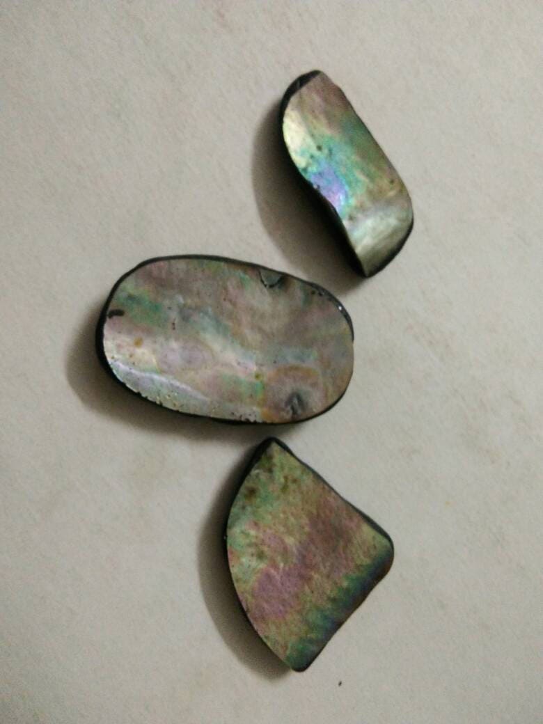 A Abalone Shell 3 Pieces Lot With the Weight of 74.00 Cts. the ...