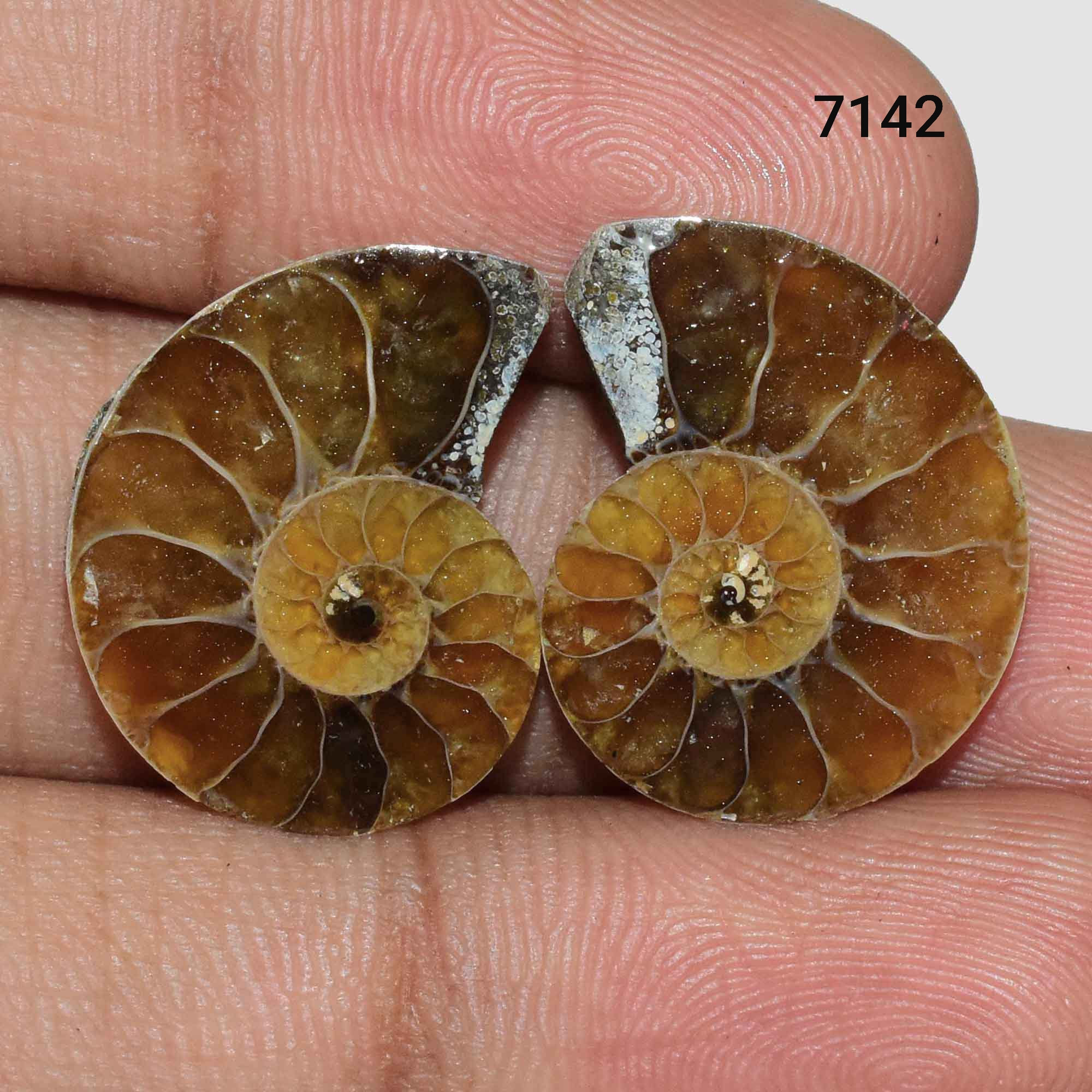 Matched Pair Natural Ammonite fossil Gemstone Fancy Shape | Etsy
