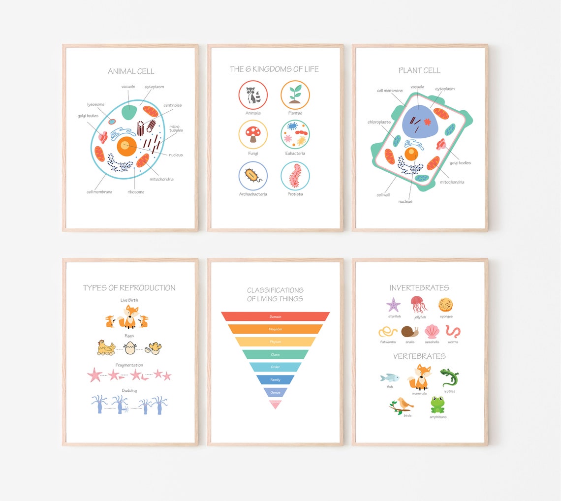 Kids Science, Biology Posters, Room Decor, Educational, Homeschool, Pre ...