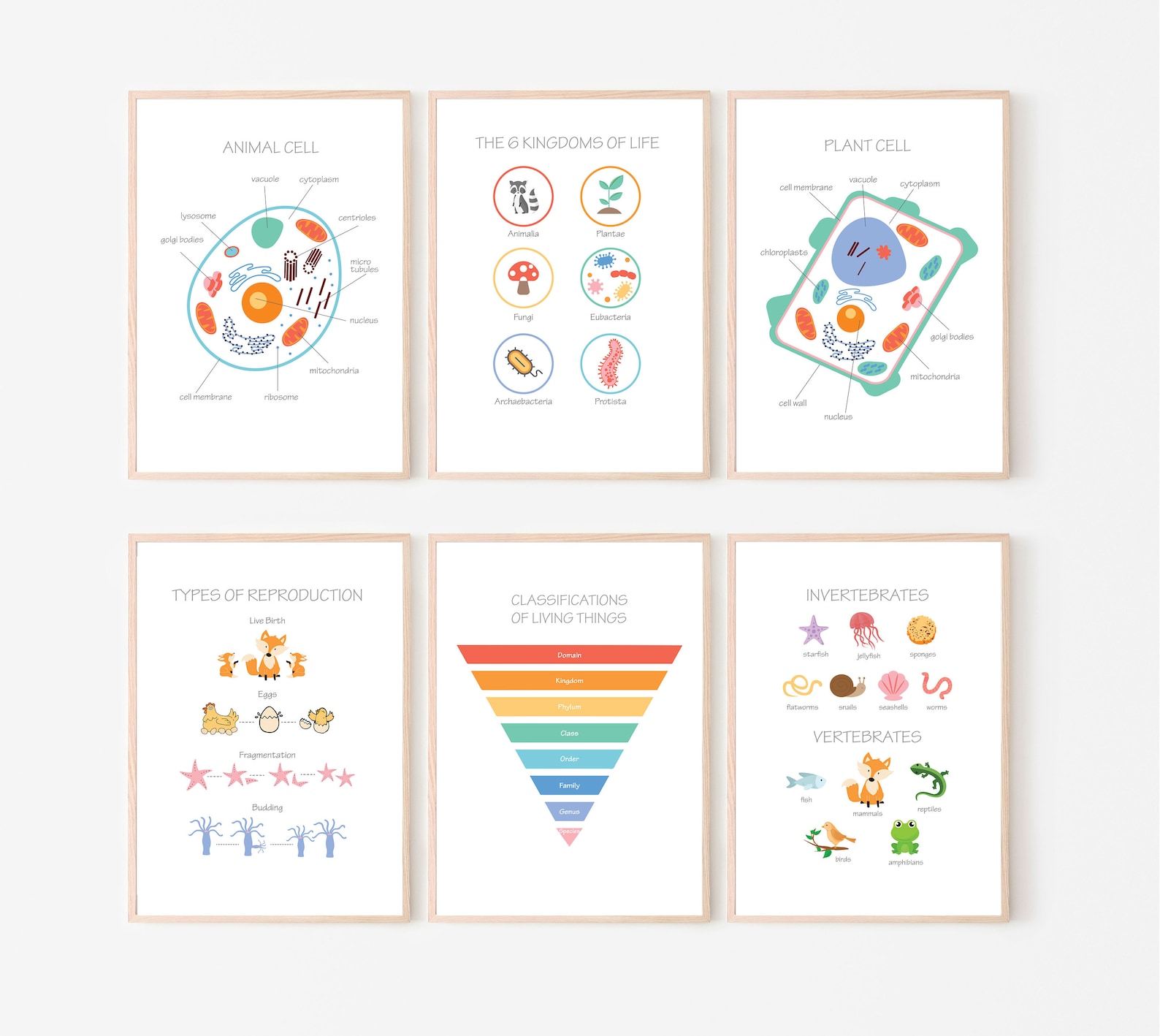 Kids Science, Biology Posters, Room Decor, Educational, Homeschool, Pre ...