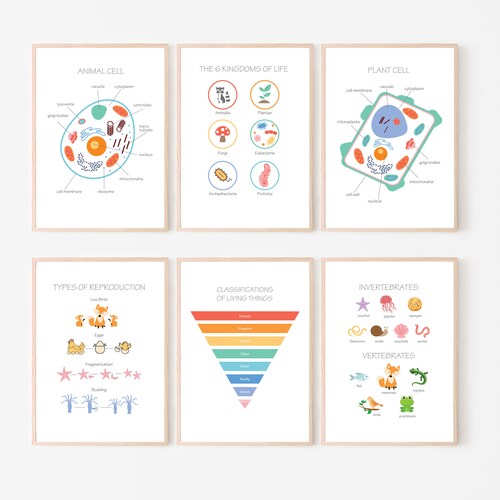 EDUCATIONAL Animal Cell Poster - Etsy