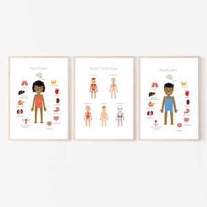 Anatomy Organs Body Systems Kids Health Education Prints Educational ...