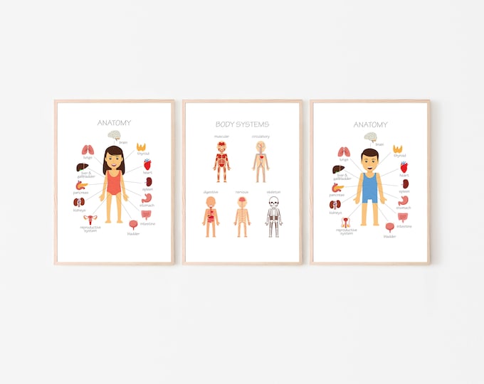 Human Body Poster, Organs Chart, Anatomy, Skeleton, Educational ...