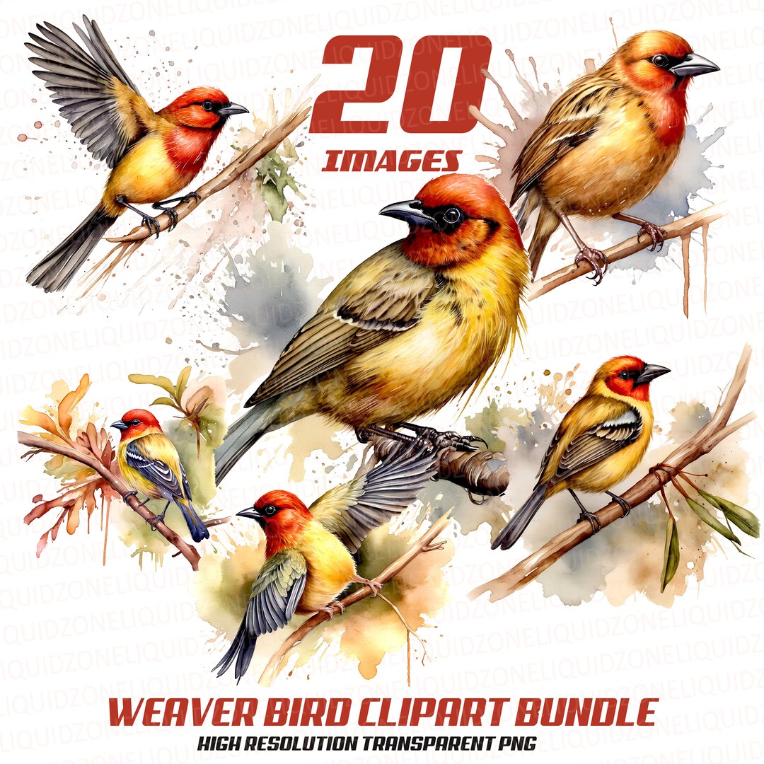 Weaver Bird Clipart Bundle, Weaver Bird Clipart , Weaver Bird Png ...