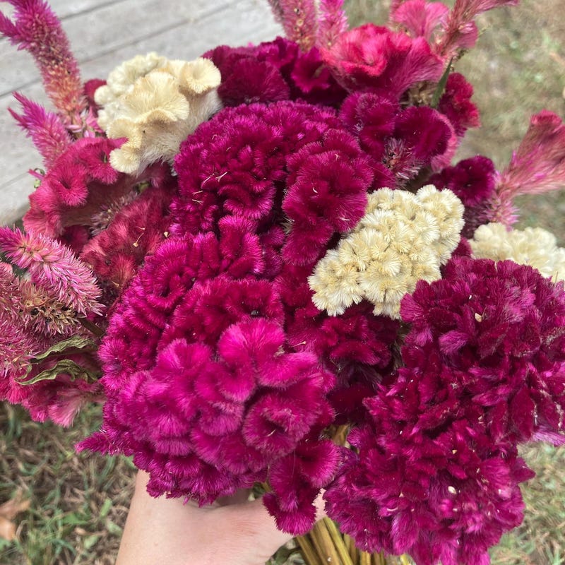 Dried Flowers - Etsy