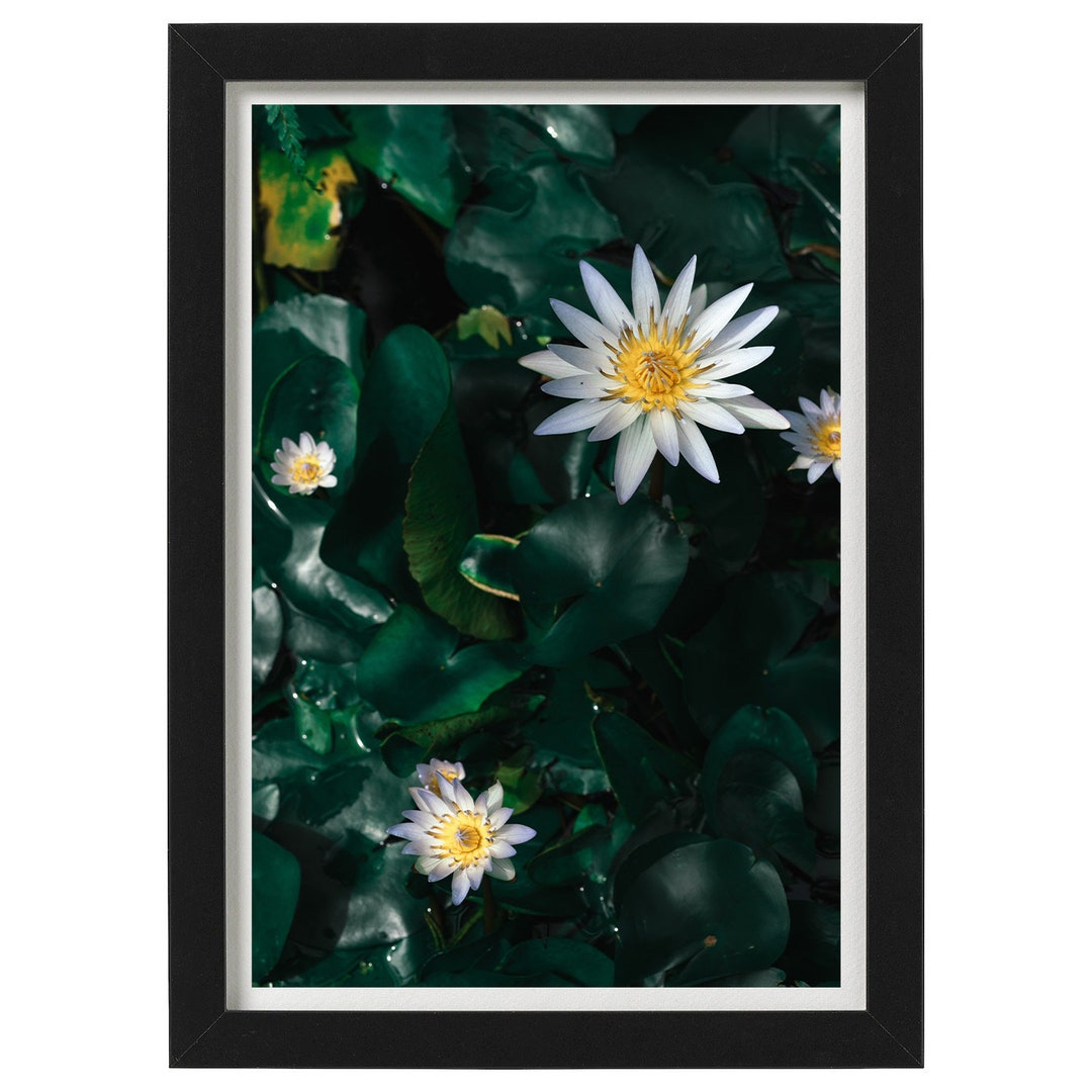 Lily Pad Print - Etsy