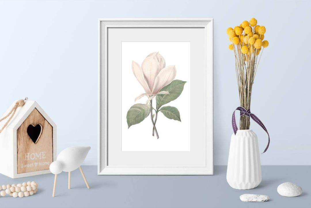 Magnolia Pale Pink PNG JPG Large Size A3 High Res Download With ...