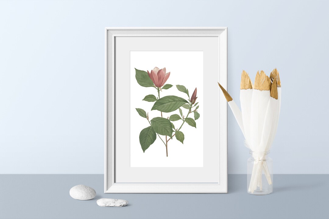 Magnolia Dark Pink PNG JPG Large Size A3 High Res Download With ...