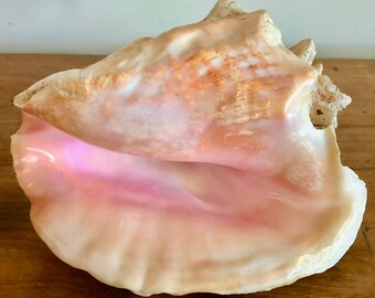 Conch shell | Etsy