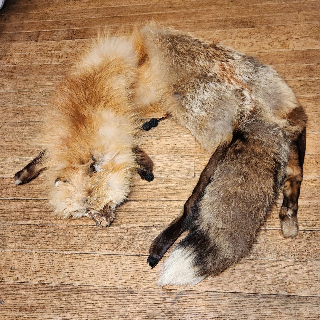 Vintage Red Fox Fur Pelt Real Fox Fur Stole Soft Mount Taxidermy Style ...