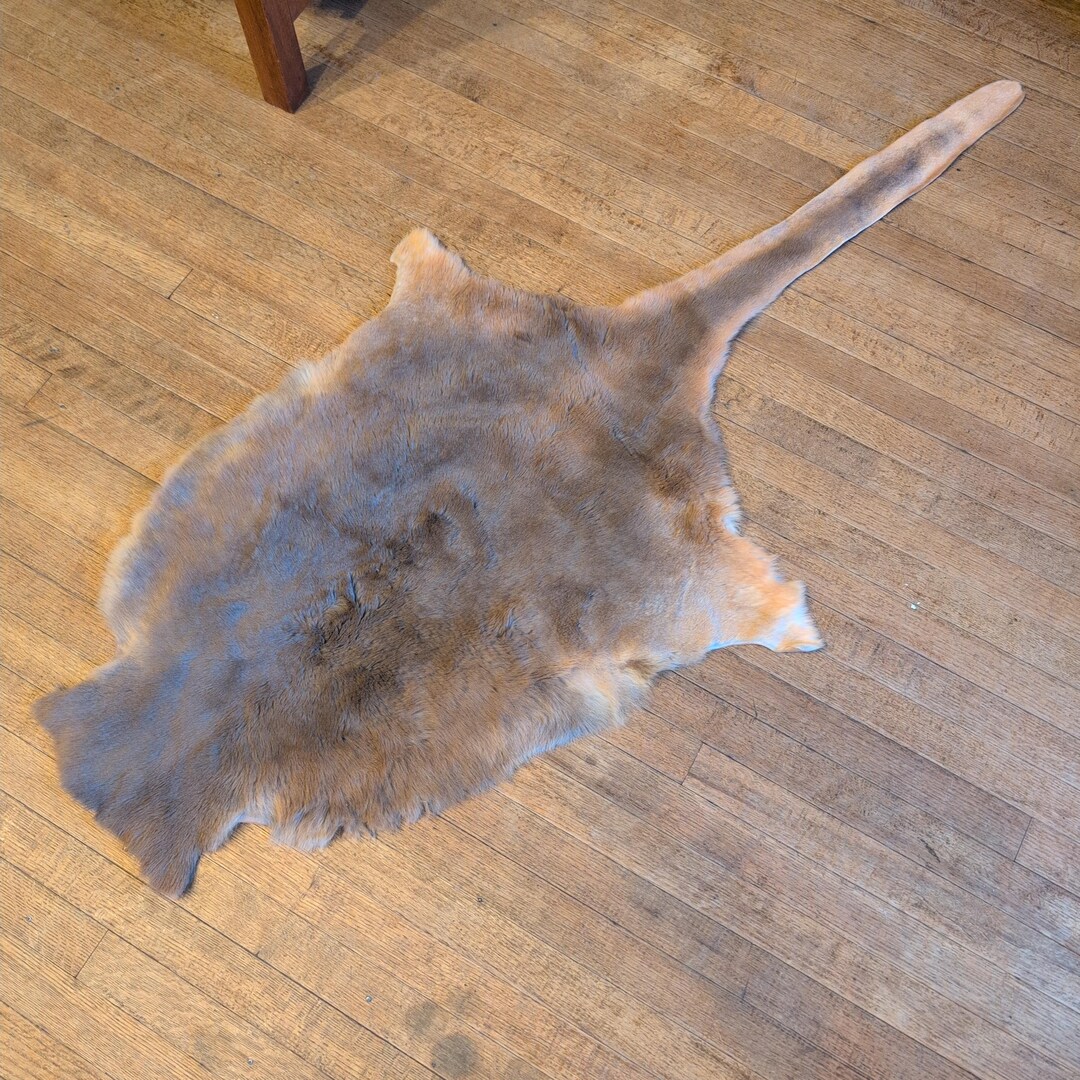 Kangaroo Pelt Large Eastern Grey Kangaroo Soft Fur Soft Tanned Leather ...