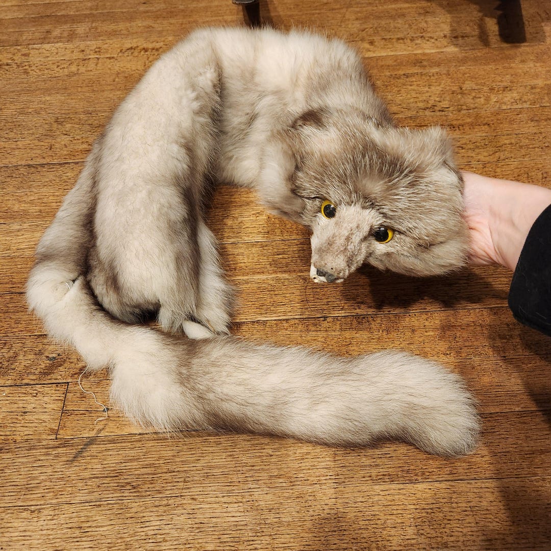 Vintage Blue Fox Pelt Stole With Chin Clip 1940s 1950s 1960s Real ...