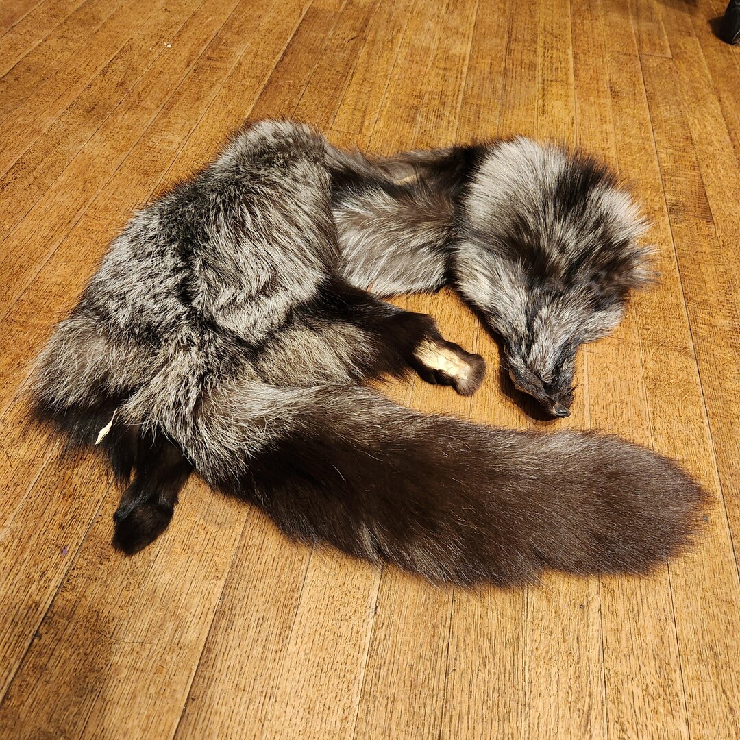 Vintage Silver Fox Pelt Tanned Leather Real Fur Silver Fox for Display ...