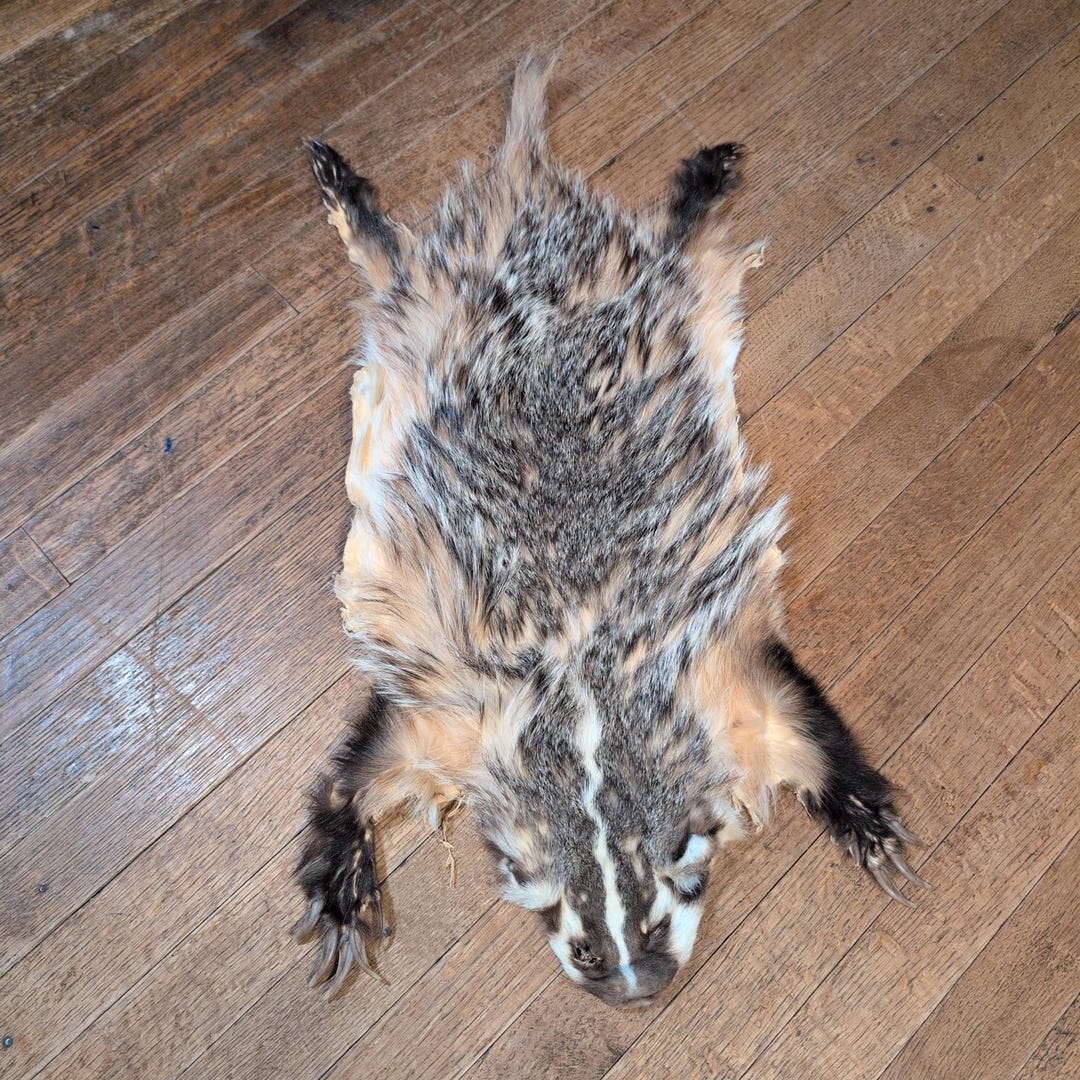 Vintage Tanned North American Badger Pelt A Grade Taxidermy for Display ...