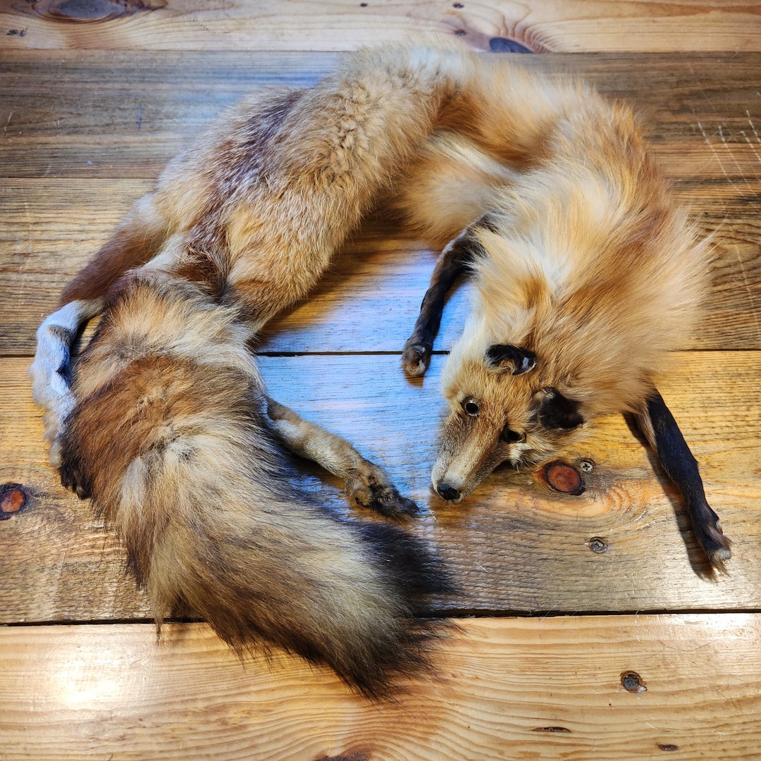 Antique Red Fox Pelt/stole 1930s-1940s Real Red Fox Soft Mount ...