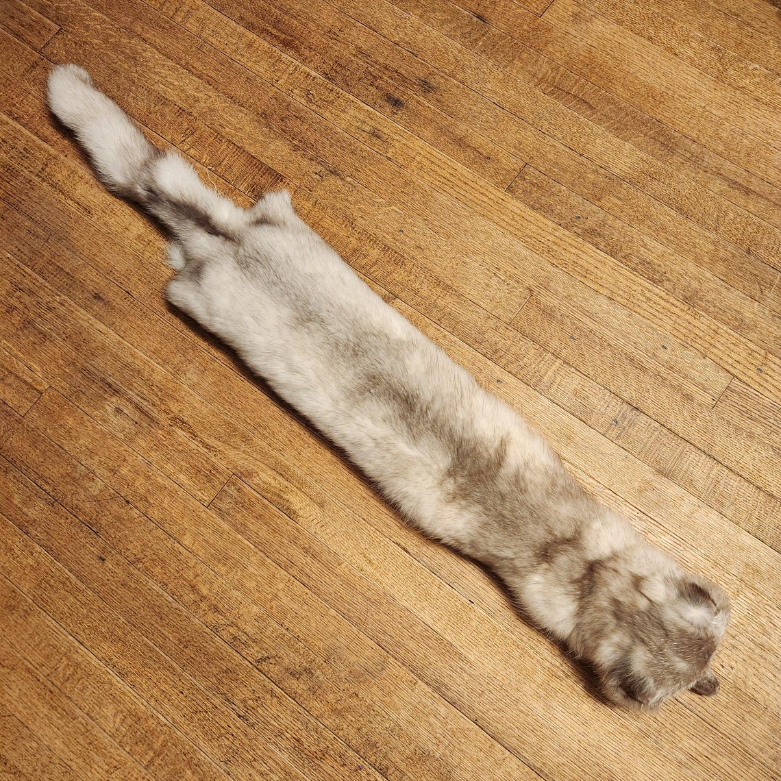 Vintage Blue Fox Pelt Stole With Chin Clip 1940s 1950s 1960s Real ...