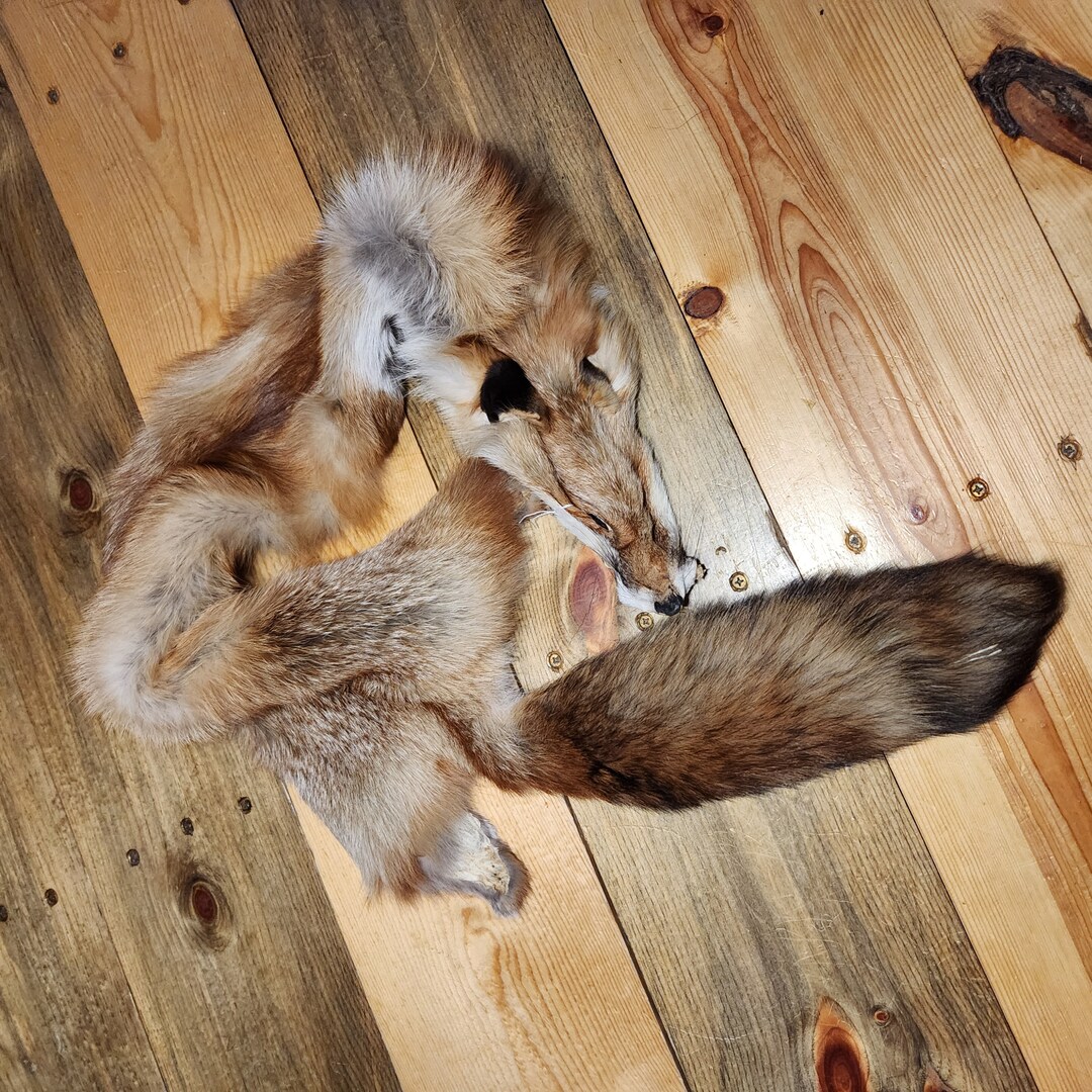 Real Red Fox Pelt Super Soft Real Fur Pelt for Display, Leather Craft ...