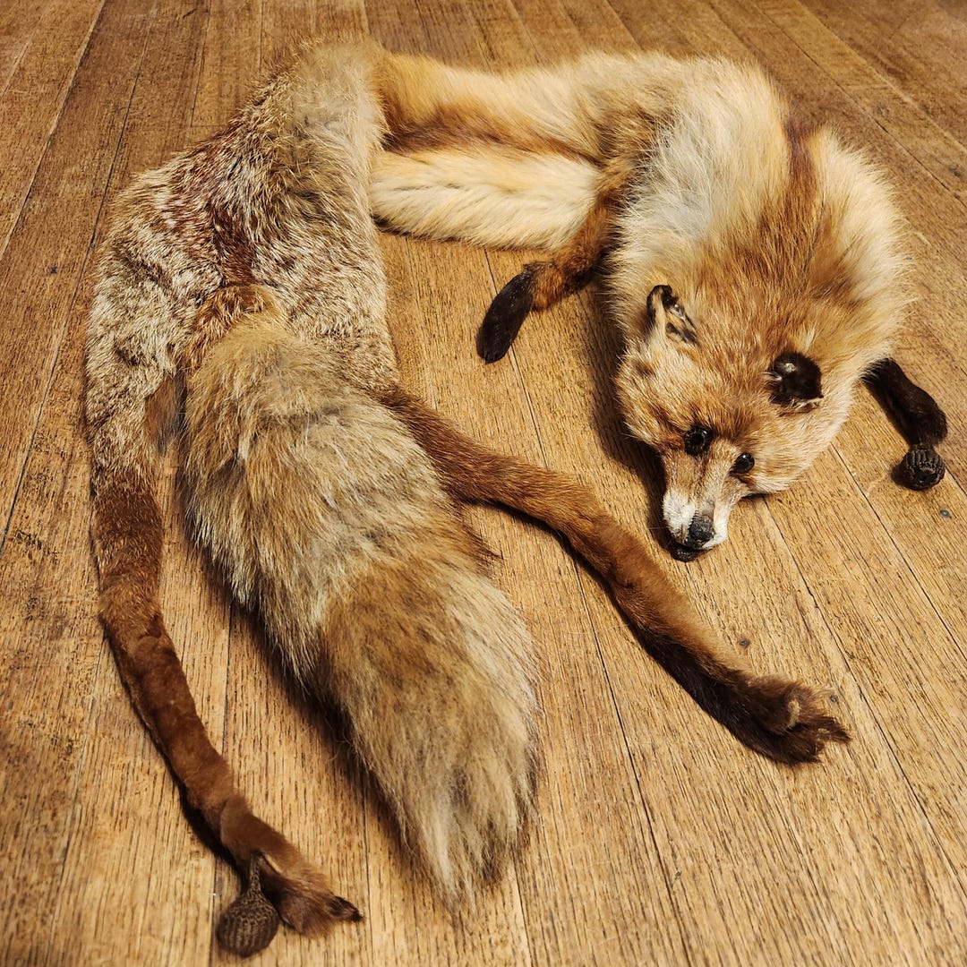 Vintage/antique Red Fox Fur Stole Red Fox Pelt Soft Mount Style ...