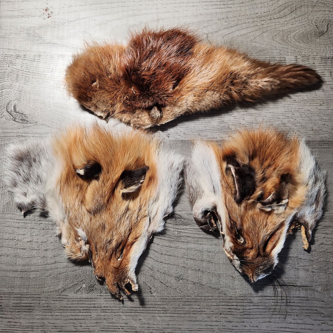 Fox and Beaver Face Set of 3 Real Fur Pelts Animal Hide for Crafting ...