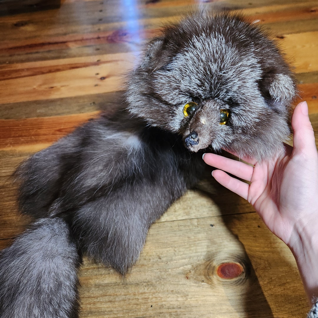 Vintage Sapphire Blue Fox Pelt Soft Mount Style Taxidermy Fox Silver ...