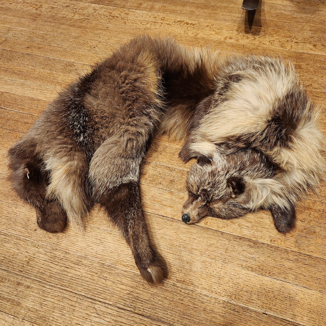 Vintage Brown Fox Taxidermy Stole Real Fox Pelt No Eyes Nub Tail 1920s ...