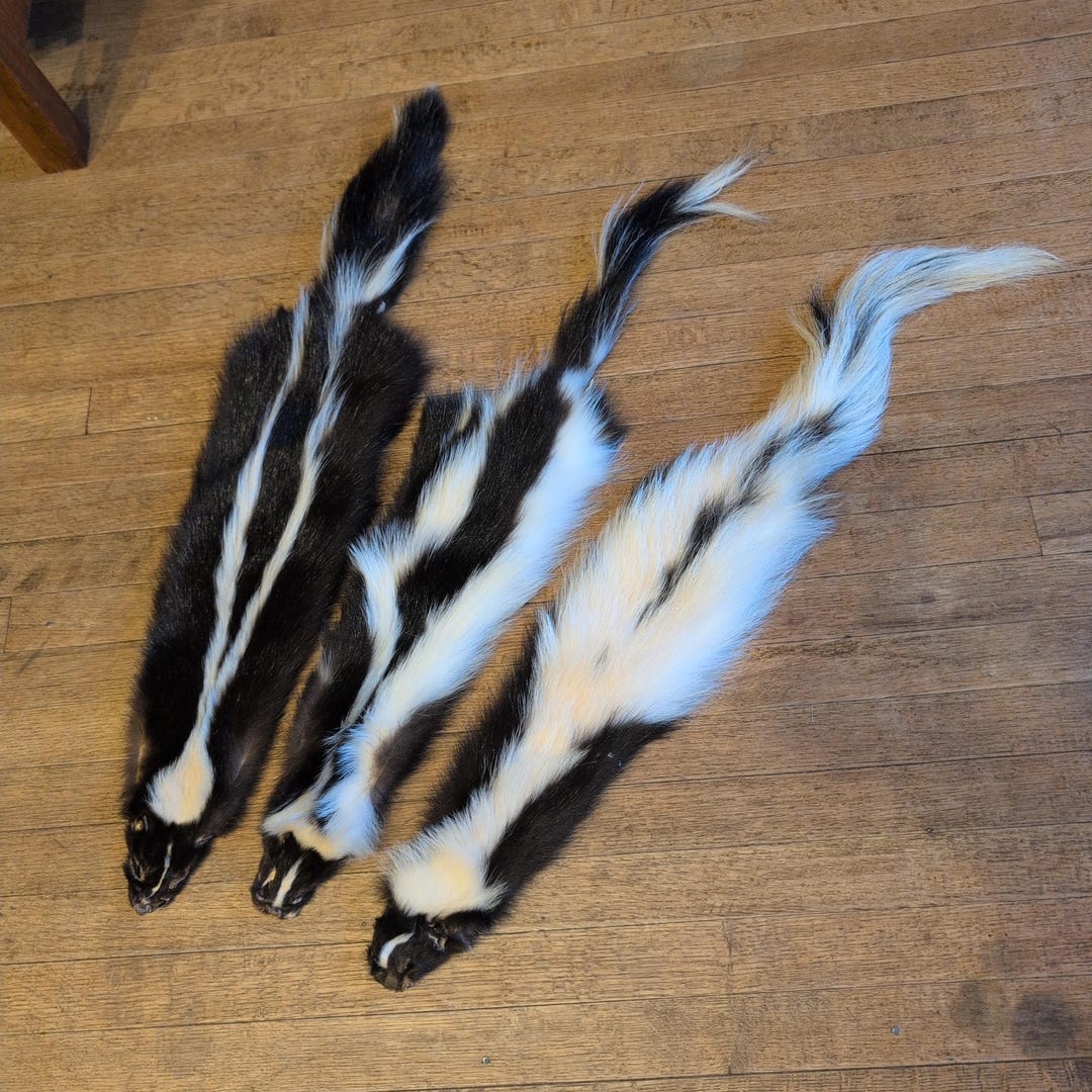 Striped Skunk Pelt Tanned Skunk A Grade Leather Soft Tanned Display ...