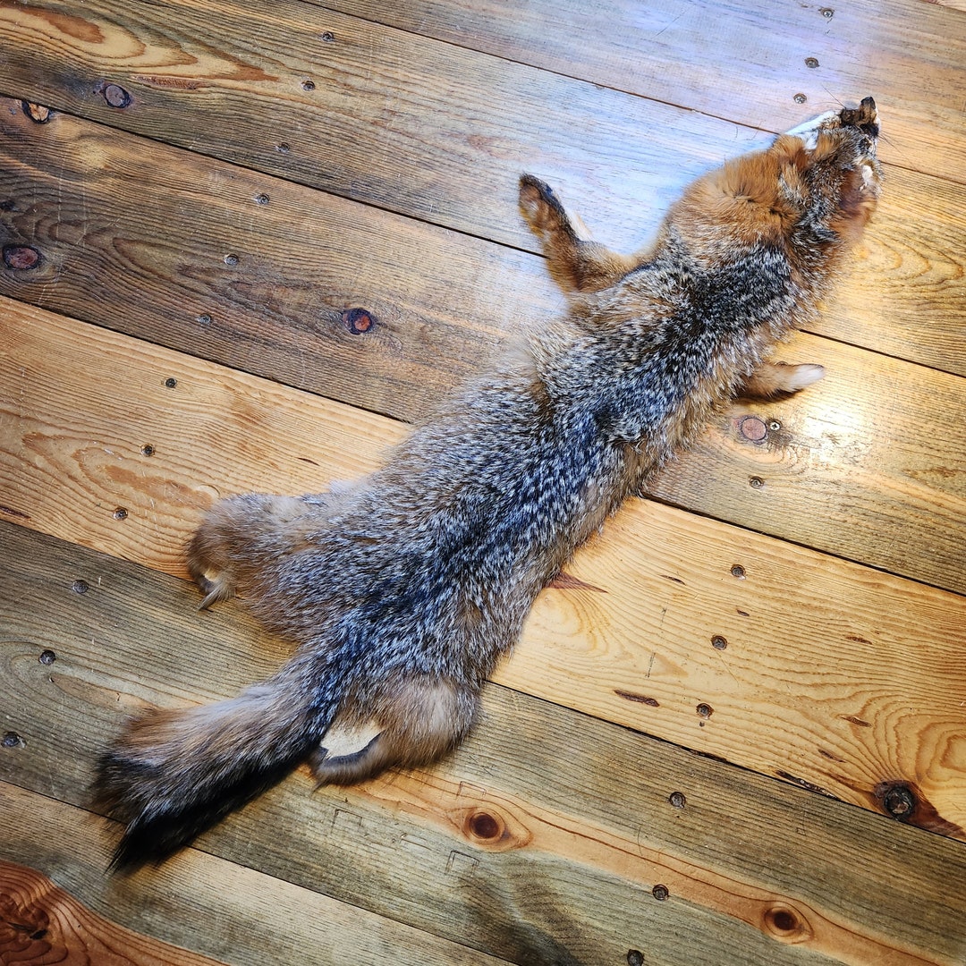Vintage Grey Fox Pelt Full Real Fox Pelt Taxidermy Leather - Etsy
