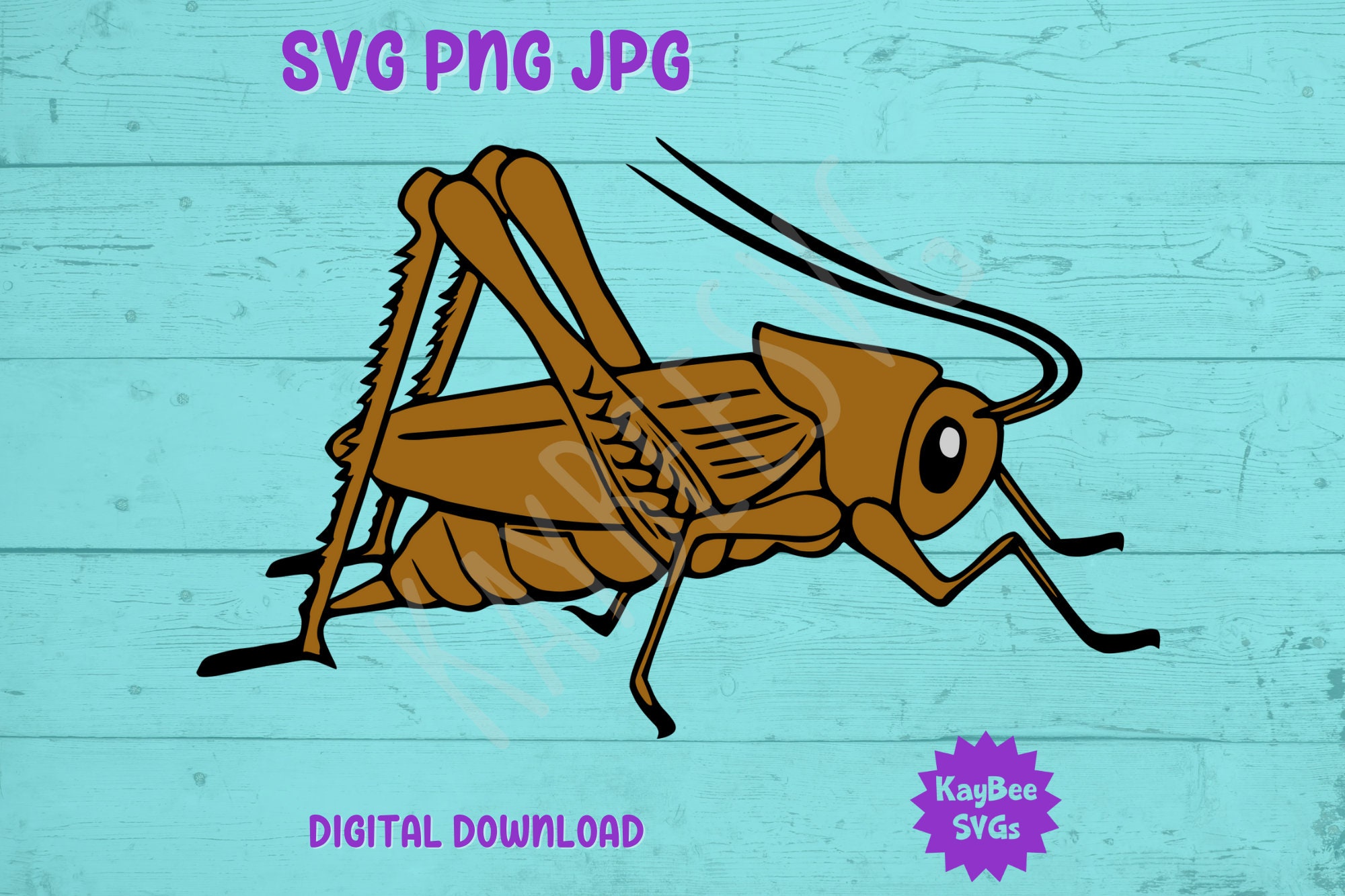 Cricket Insect Clipart Pictures