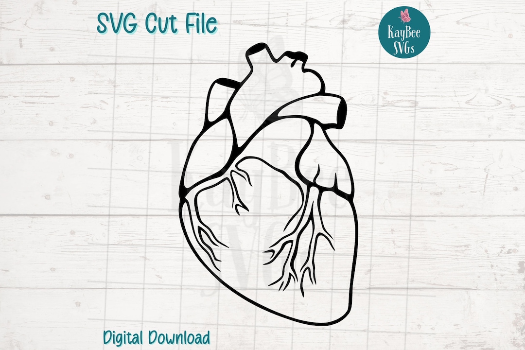 Anatomical Heart SVG Digital Cut File for Cricut, Silhouette, Engraving ...
