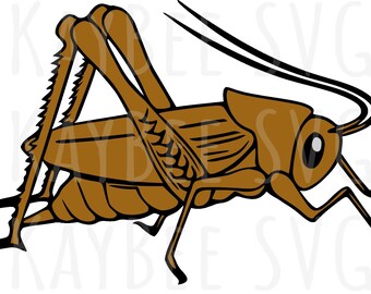 Cricket Bug Clipart Kids