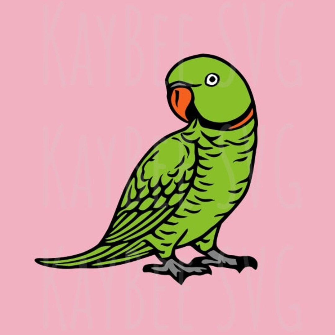 Indian Ringnecked Parakeet Bird SVG PNG JPG Clipart Digital Cut File ...