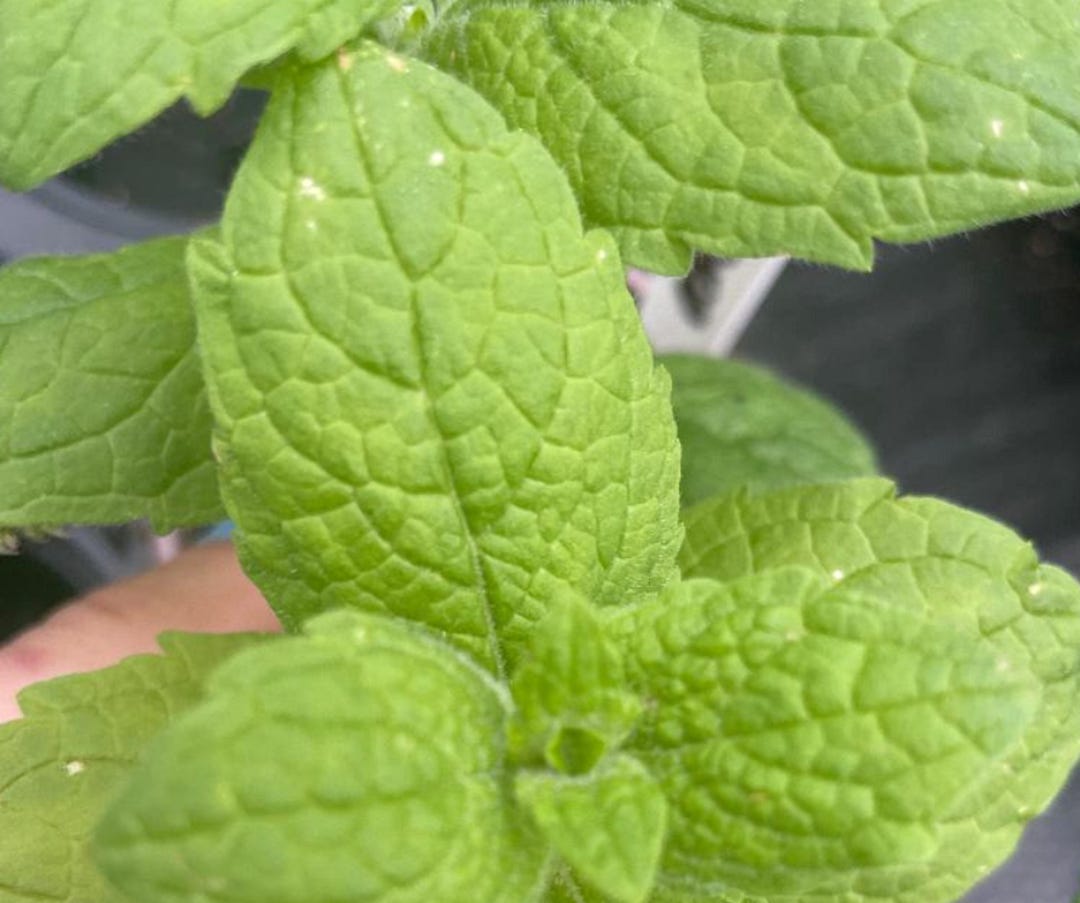 Minted MINTS - Fig Mint Plug Plant 3cm - Soil Free Organic Hydroponic ...