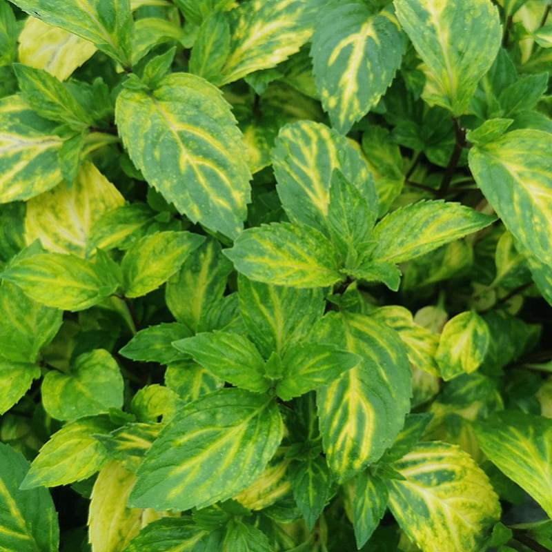 Ginger Plugs - Etsy UK